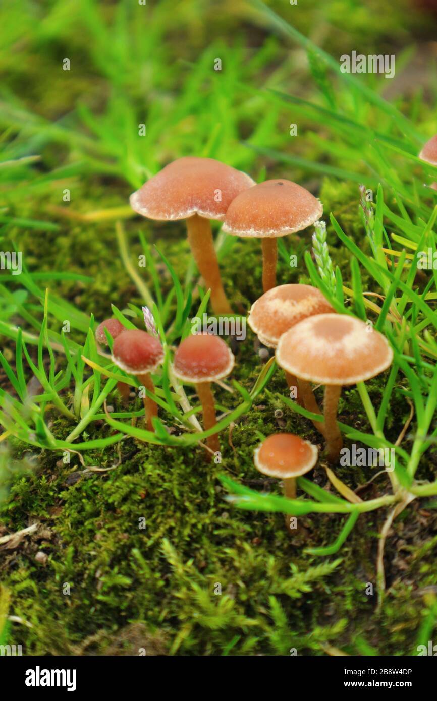 Pilz Mit Moos Stockfotos und -bilder Kaufen - Alamy