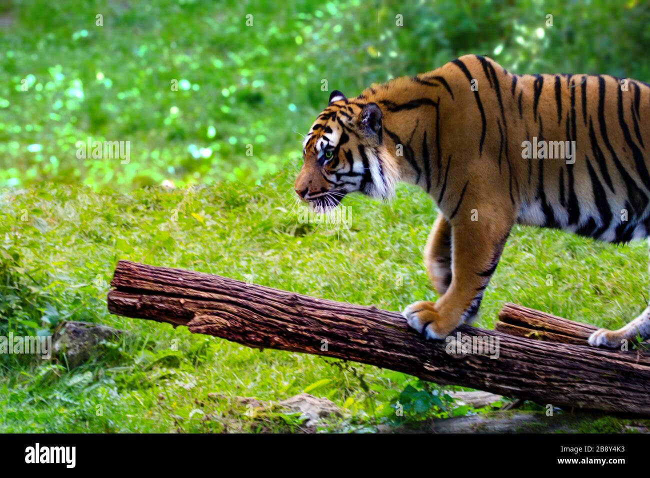 Sumatra tiger white -Fotos und -Bildmaterial in hoher Auflösung – Alamy