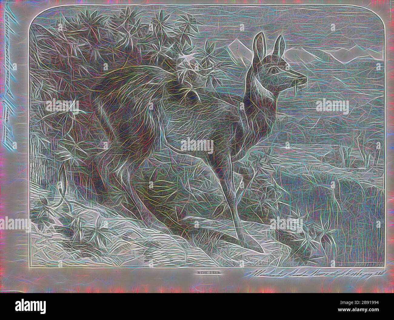 Musk deer moschus moschiferus -Fotos und -Bildmaterial in hoher ...