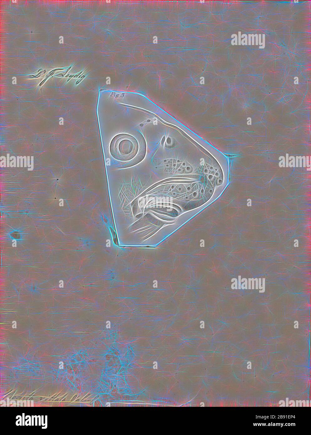 Osteochilus vittatus -Fotos und -Bildmaterial in hoher Auflösung – Alamy