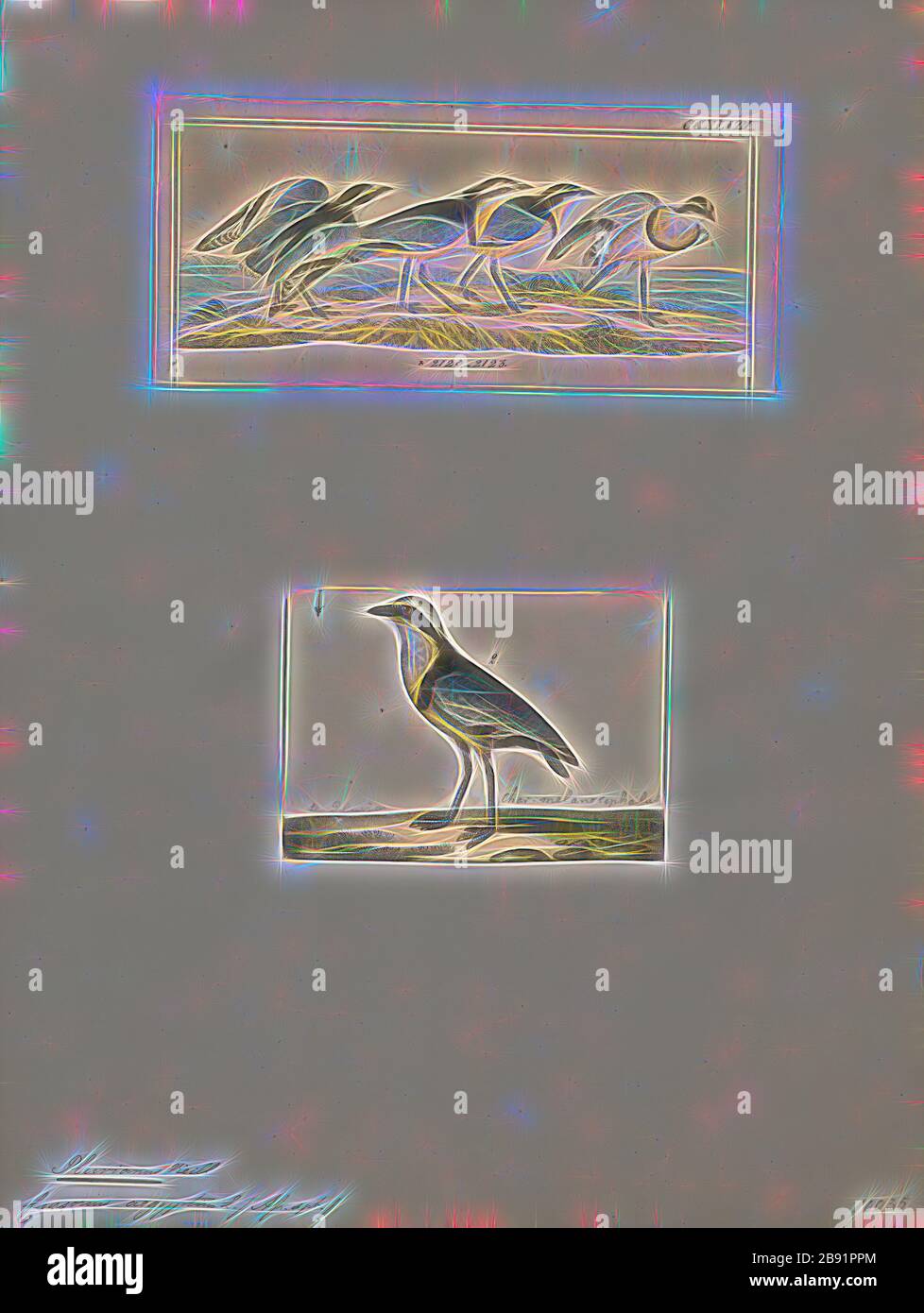 Eigene monotypische familie pluvianidae -Fotos und -Bildmaterial in ...