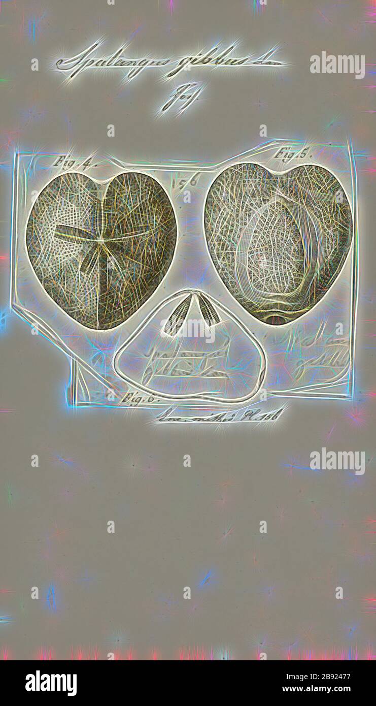 Spatangus gibbus -Fotos und -Bildmaterial in hoher Auflösung – Alamy