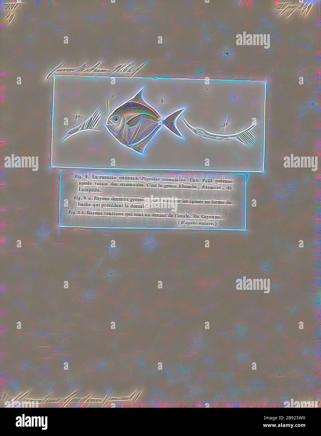 Stromateus gardenii, Print, 1700-1880, von Gibon neu vorgestellt ...