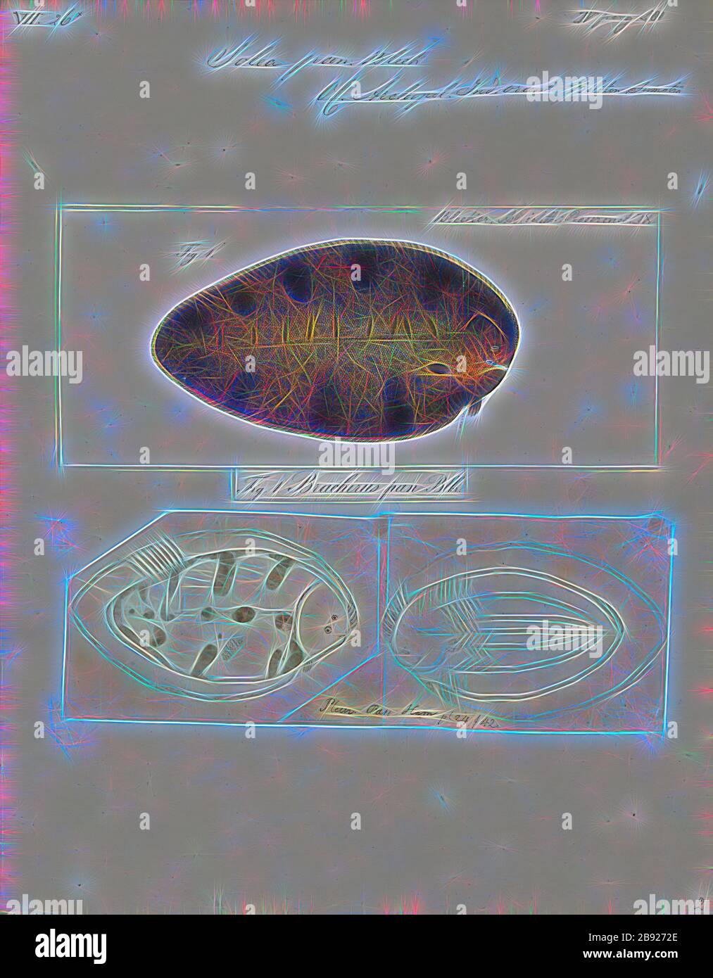 Synaptura Pan, Print, 1700-1880, von Gibon neu vorgestellt, Design von ...