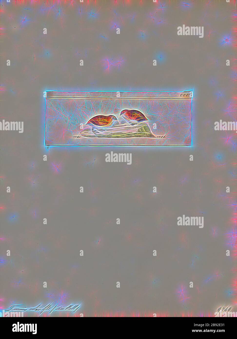 Turnix velox -Fotos und -Bildmaterial in hoher Auflösung – Alamy