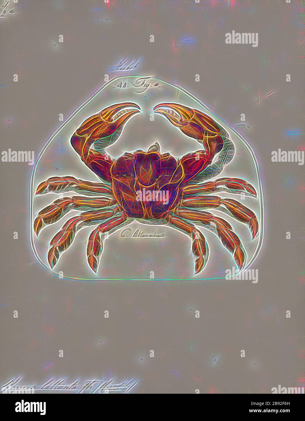 Euryhaline arten -Fotos und -Bildmaterial in hoher Auflösung – Alamy