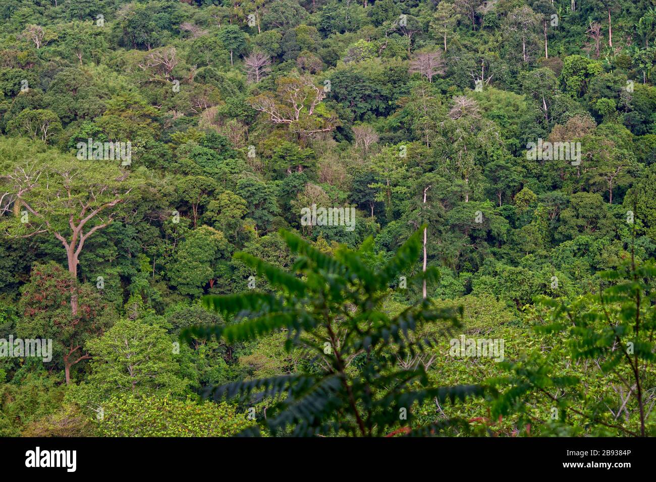 Parque nacional gunung palung -Fotos und -Bildmaterial in hoher ...