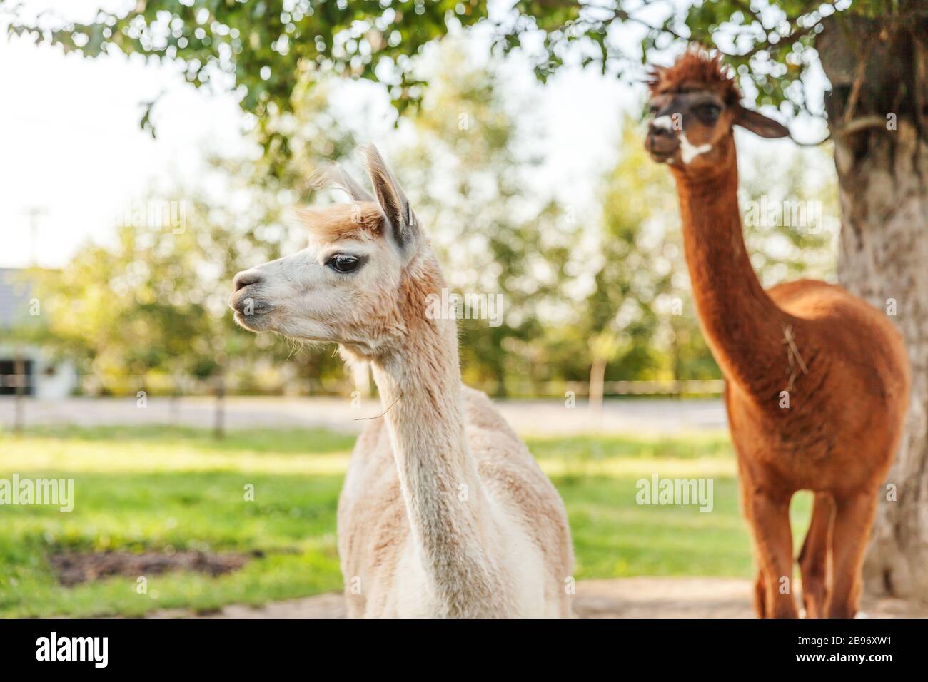 Süße Alpaka mit lustiger Gesichtsentspannung auf der Ranch im Sommertag ...