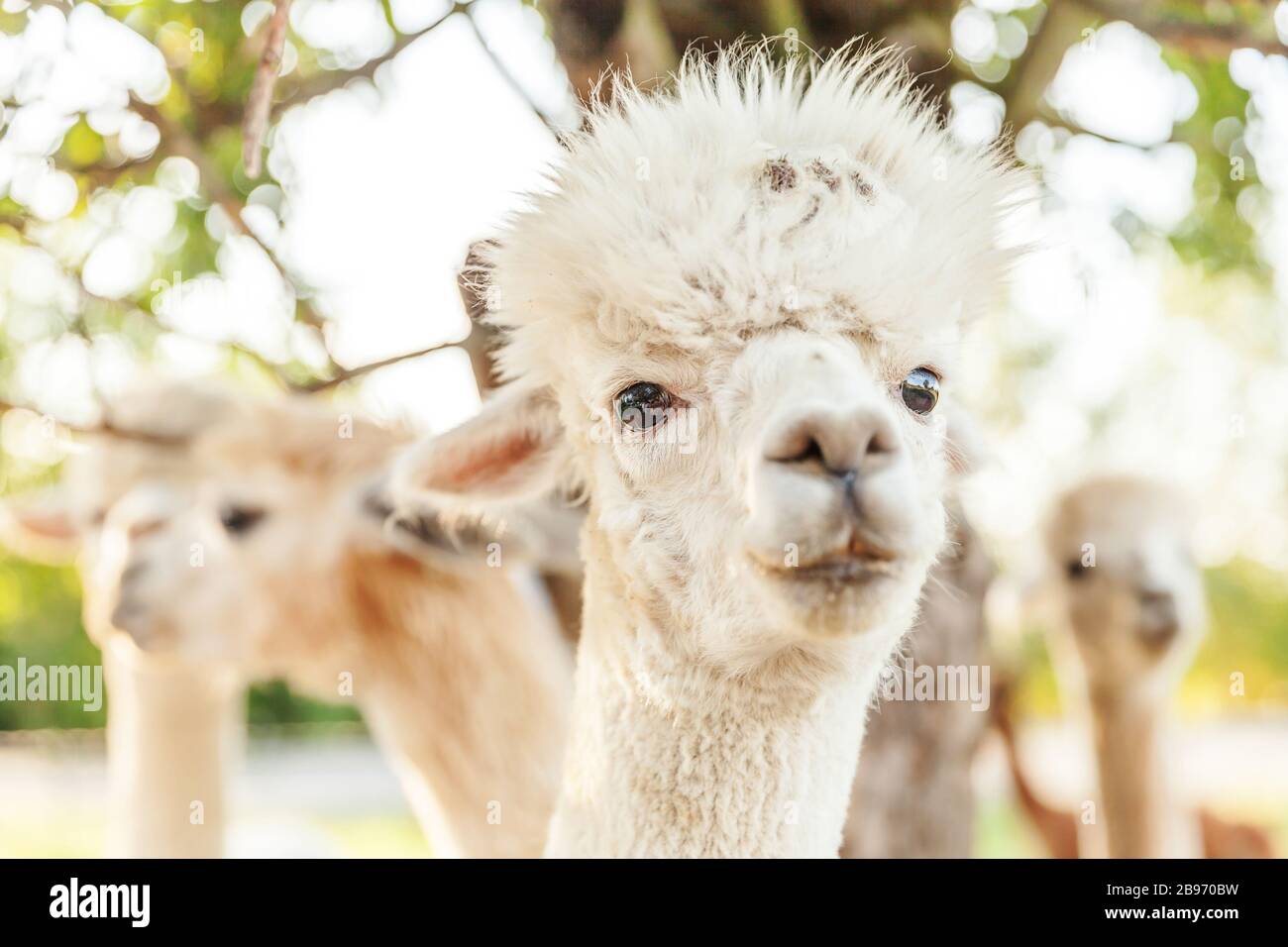 Süße Alpaka mit lustiger Gesichtsentspannung auf der Ranch im Sommertag ...