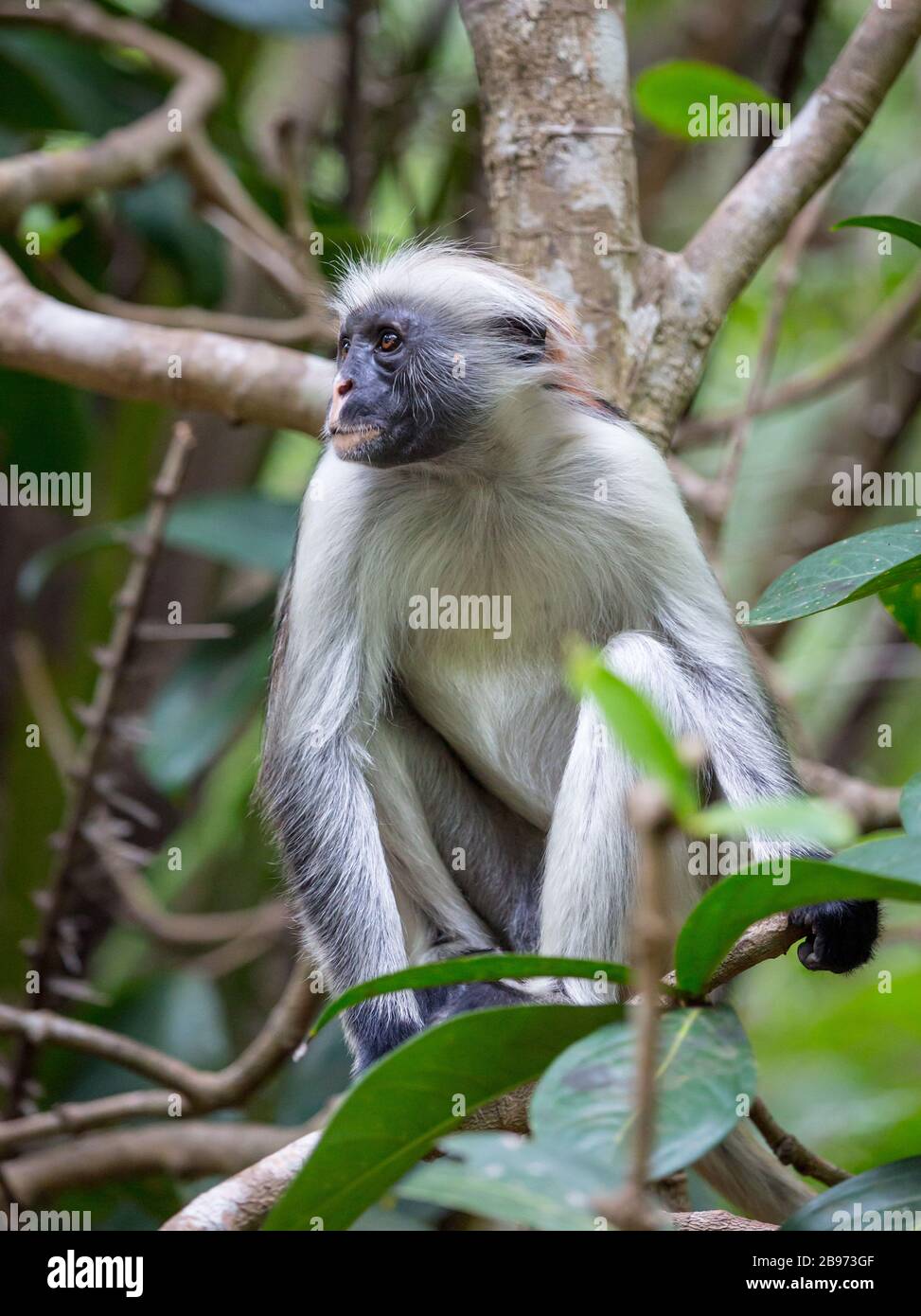 Rote blattaffen -Fotos und -Bildmaterial in hoher Auflösung – Alamy