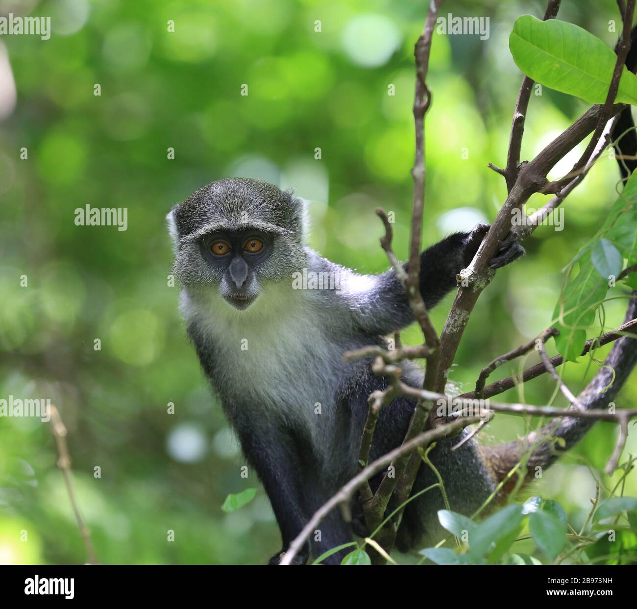 Sansibar flora und fauna -Fotos und -Bildmaterial in hoher Auflösung ...