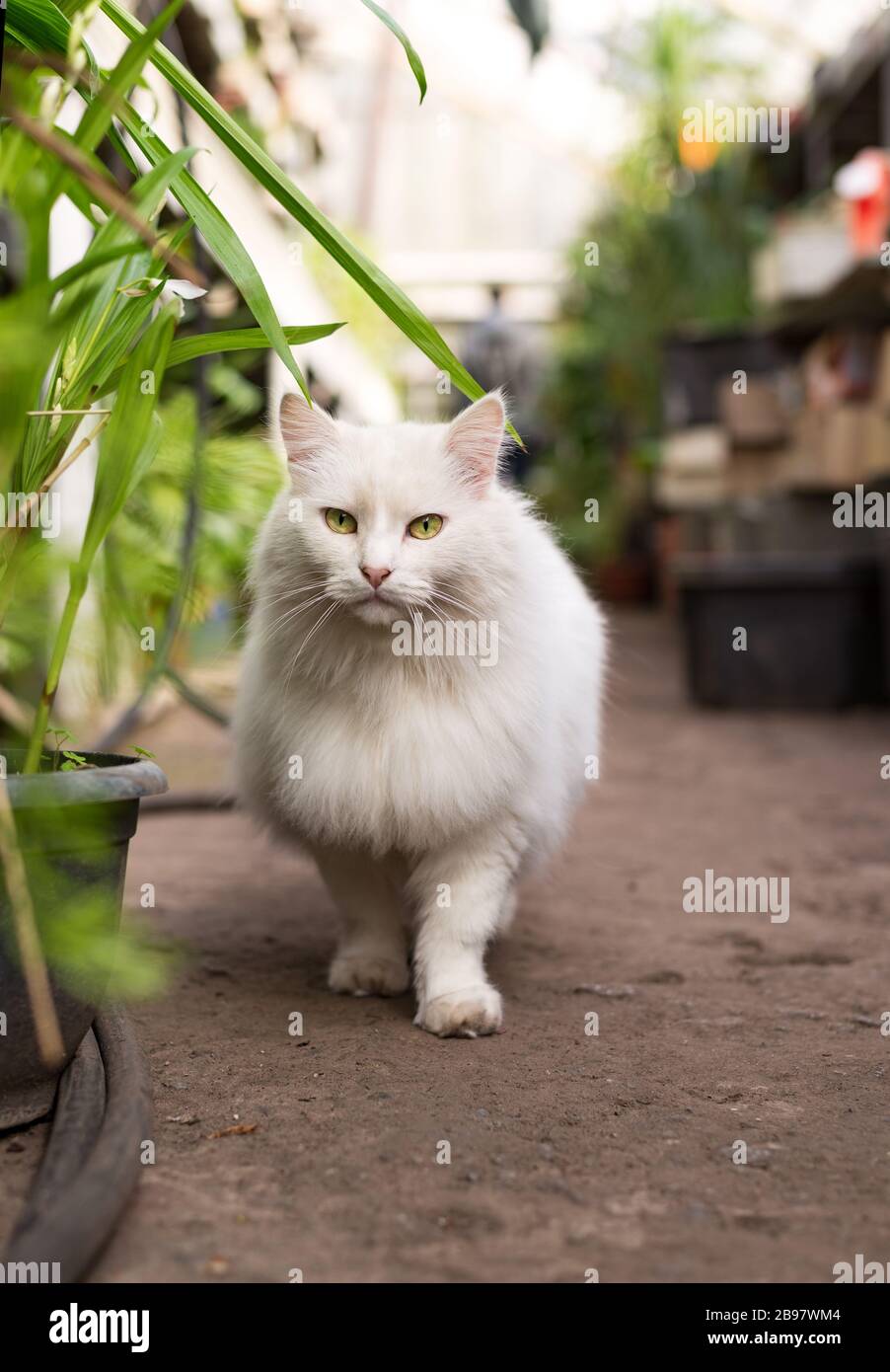 Angora Fur Stockfotos und -bilder Kaufen - Seite 3 - Alamy