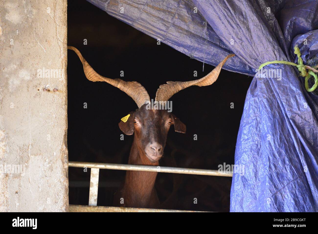 Rove goat -Fotos und -Bildmaterial in hoher Auflösung – Alamy