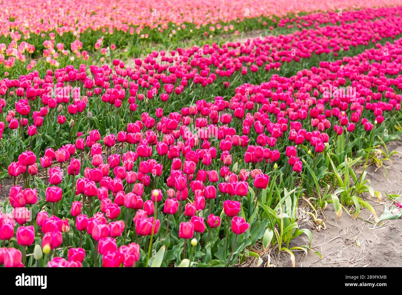 Tulpe holland -Fotos und -Bildmaterial in hoher Auflösung – Alamy