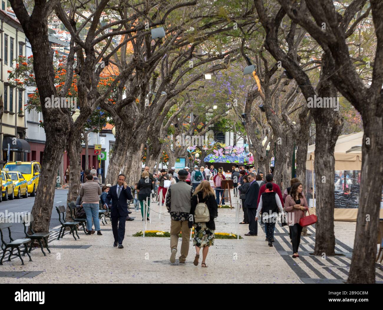 Funchal, Madeira, Portugal - 19. April 2018: Jacaranda-Bäume entlang ...