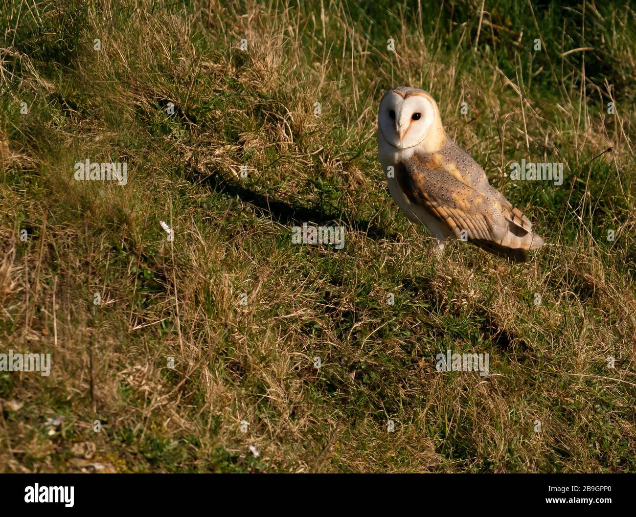 Schleiereulen tauchgang -Fotos und -Bildmaterial in hoher Auflösung – Alamy
