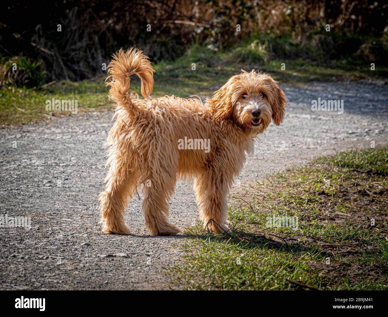 Cockapoo seitenansicht -Fotos und -Bildmaterial in hoher Auflösung – Alamy