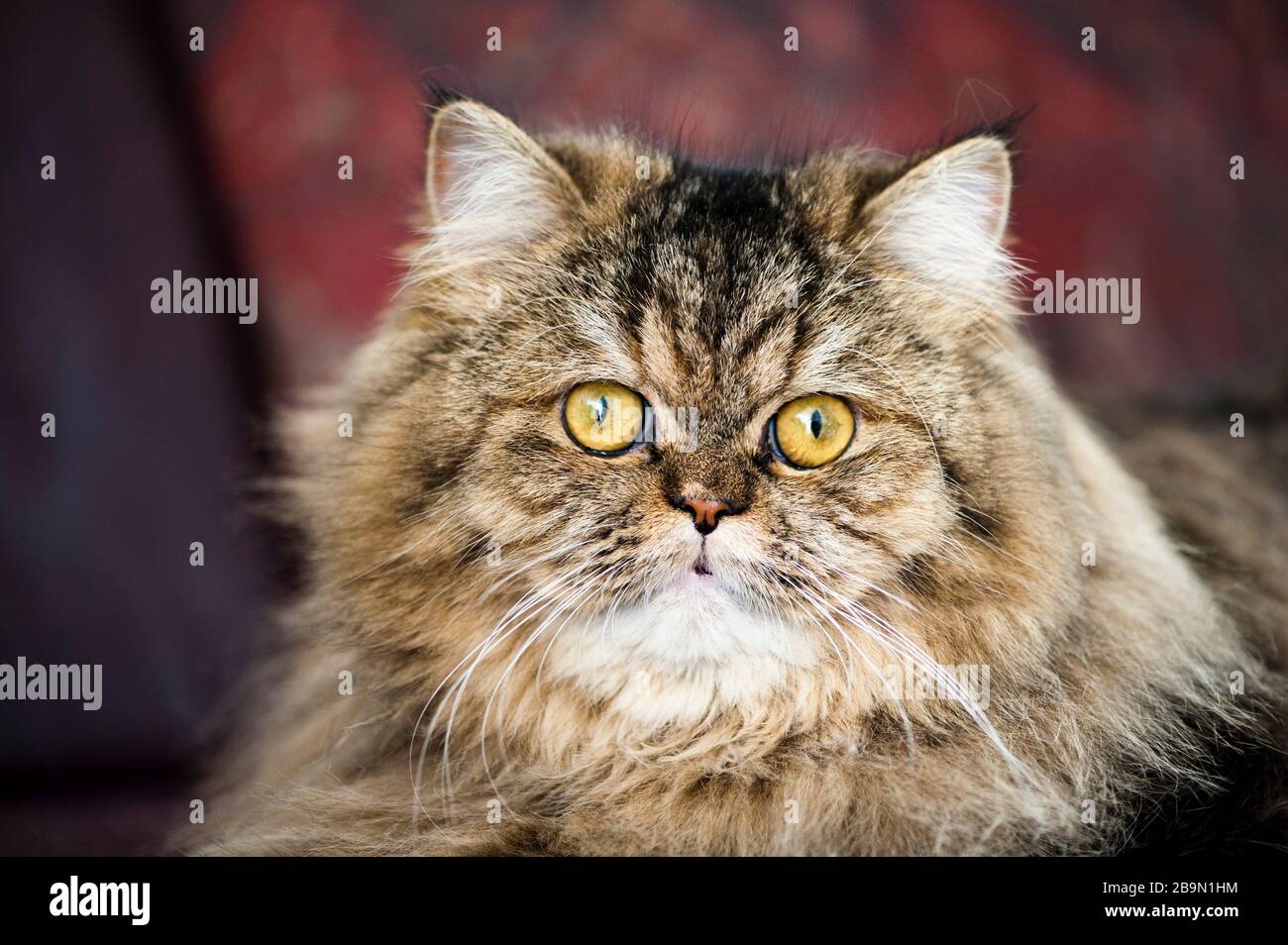 Shiraz katze -Fotos und -Bildmaterial in hoher Auflösung – Alamy