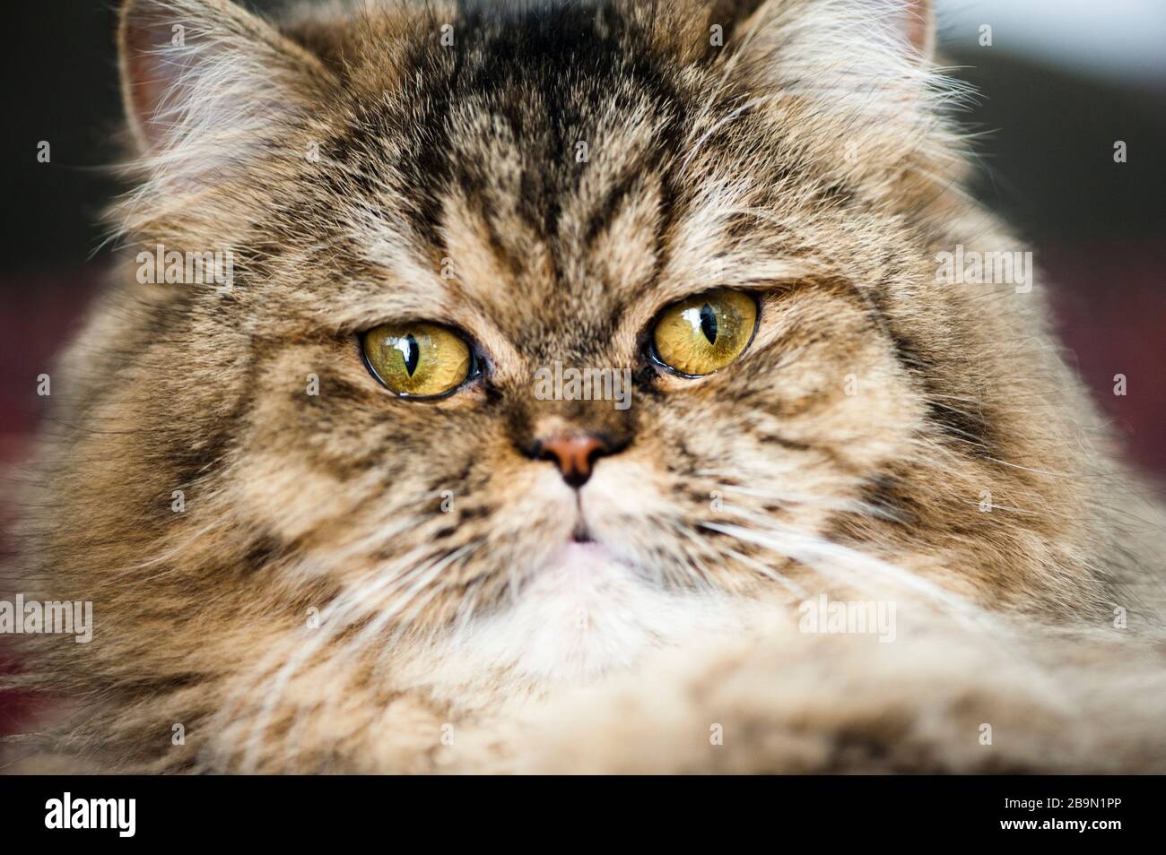 Shiraz katze -Fotos und -Bildmaterial in hoher Auflösung – Alamy