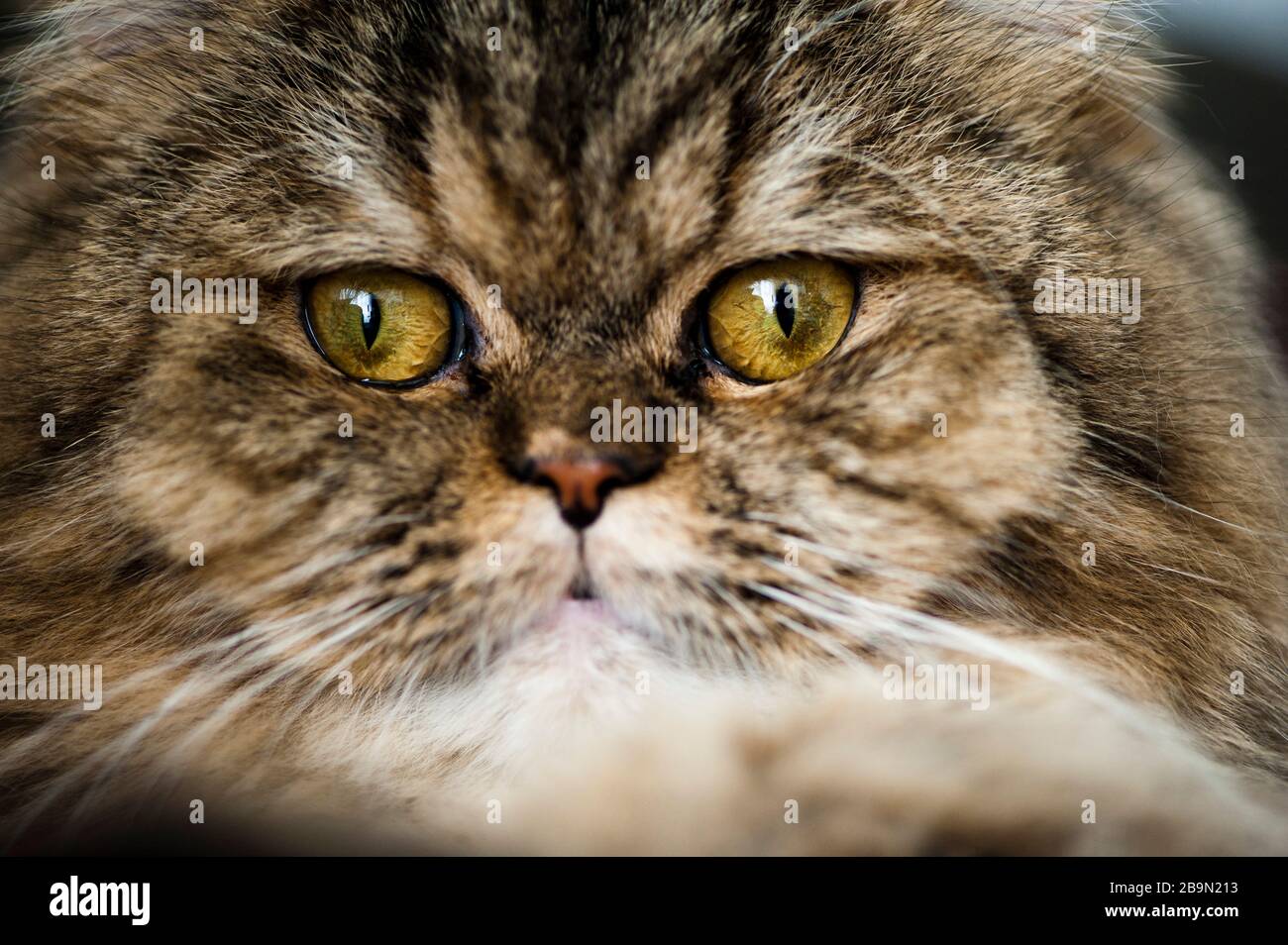 Shiraz katze -Fotos und -Bildmaterial in hoher Auflösung – Alamy