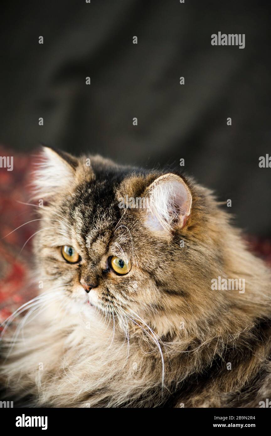 Shiraz katze -Fotos und -Bildmaterial in hoher Auflösung – Alamy