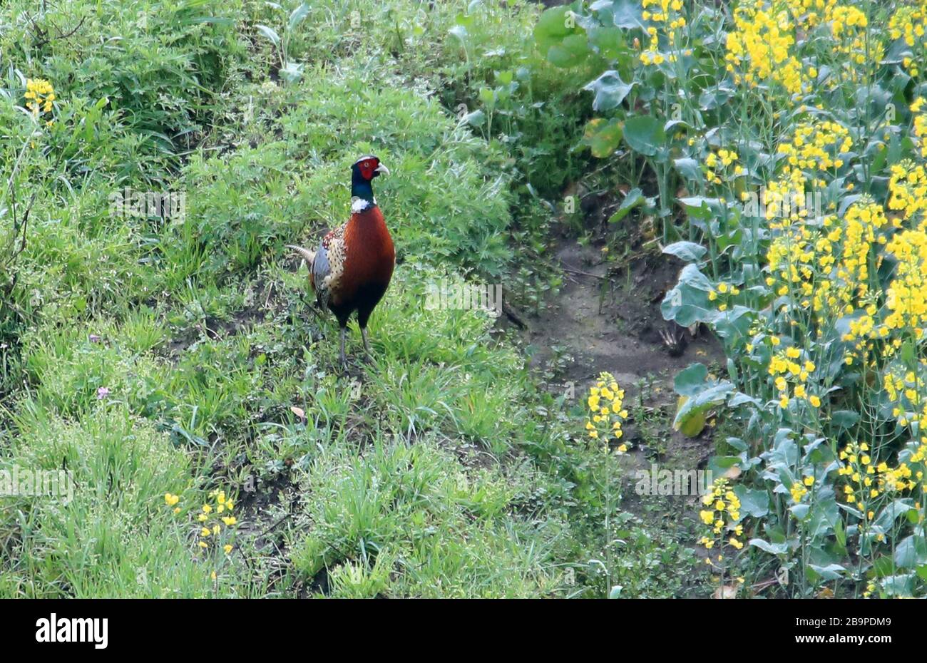 Huangshan, Huangshan, China. März 2020. Anhui, CHINA - EIN riesiger und ...