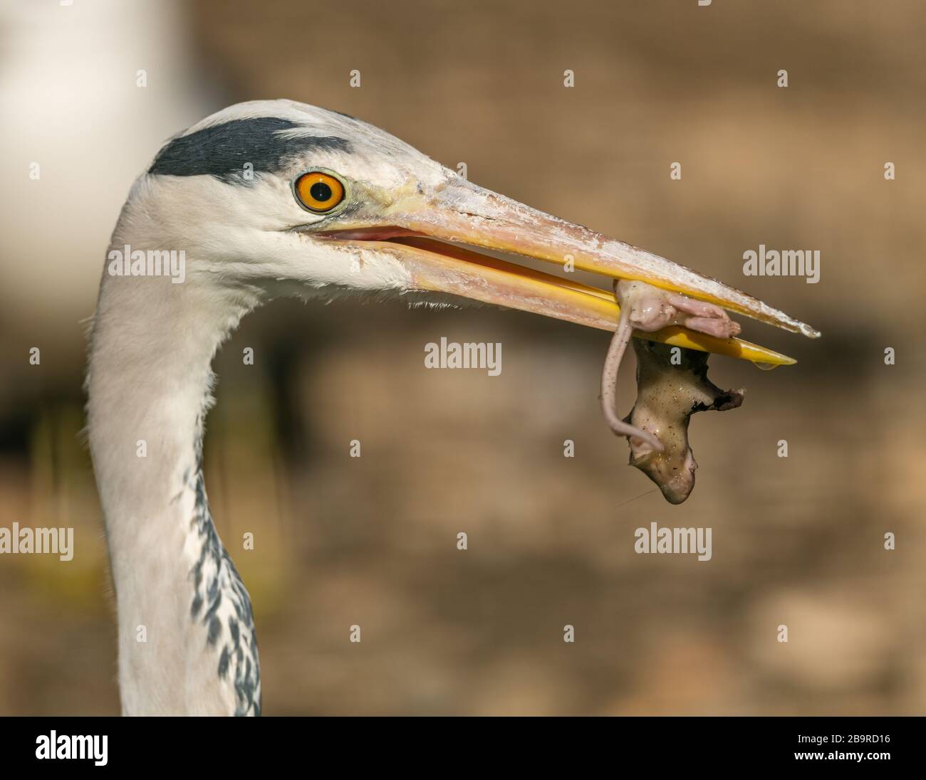 Nasser schnabel -Fotos und -Bildmaterial in hoher Auflösung – Alamy