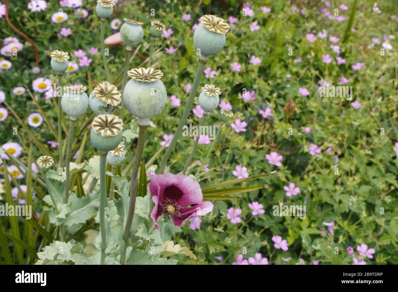 Opium Mohn Kapseln und lila Blumen in einem Garten im Sommer ...