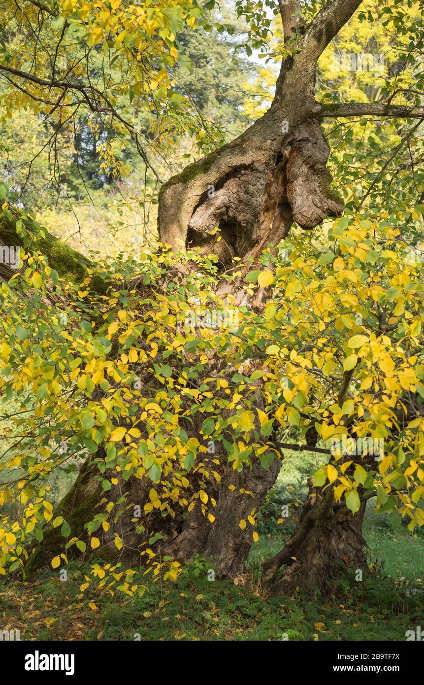 Flacher ulme -Fotos und -Bildmaterial in hoher Auflösung – Alamy