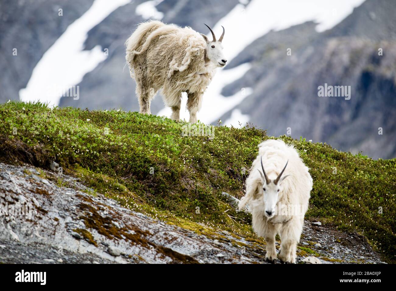 Weiße ziege alaska -Fotos und -Bildmaterial in hoher Auflösung – Alamy