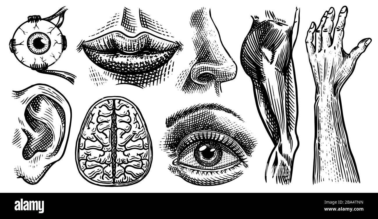 Anatomie der menschlichen Knochen und Muskeln eingestellt. Organsysteme ...