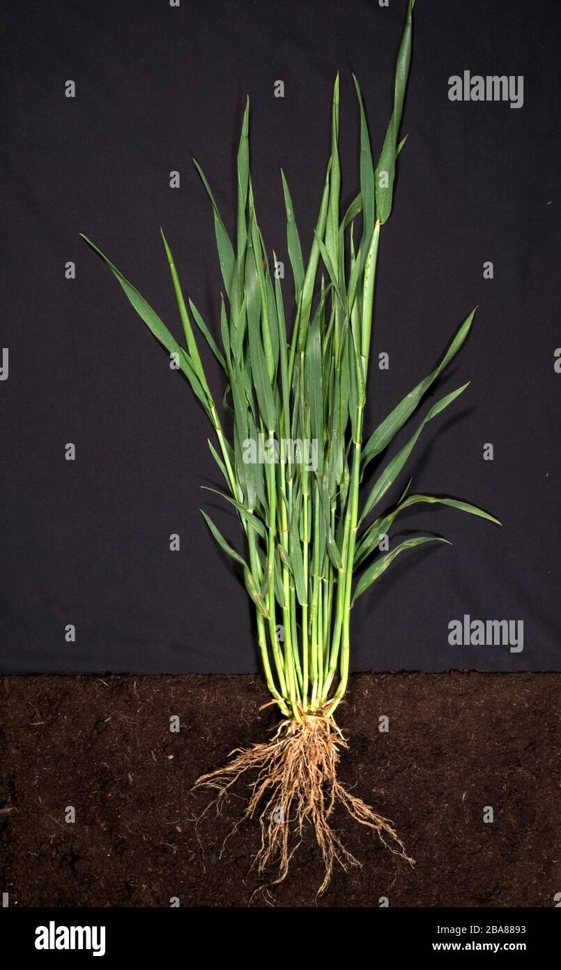 Weizenpflanze mit Flagsheet und Ohren im Stiefel und stilisiert, um ...