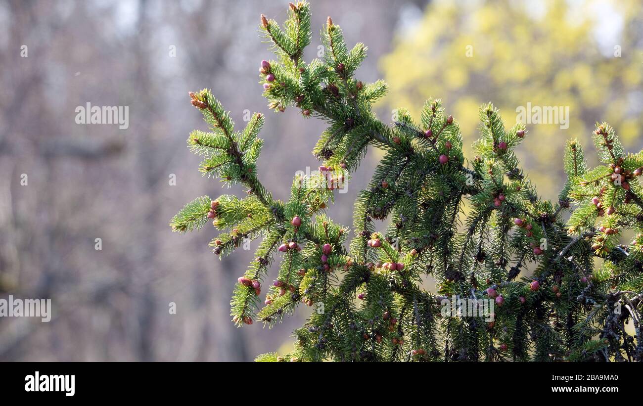 Makro nadelbaum -Fotos und -Bildmaterial in hoher Auflösung – Alamy