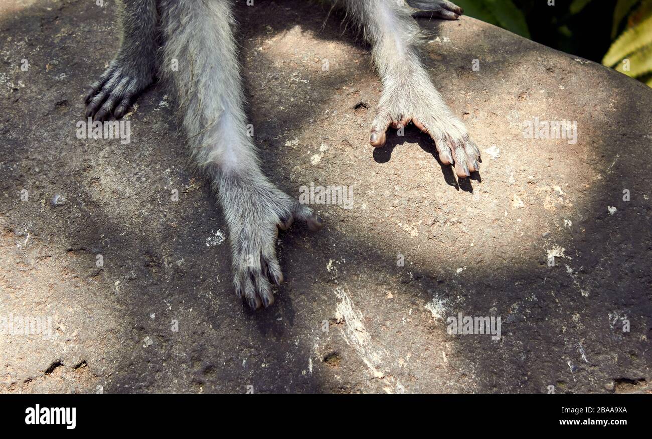Affe hand -Fotos und -Bildmaterial in hoher Auflösung – Alamy