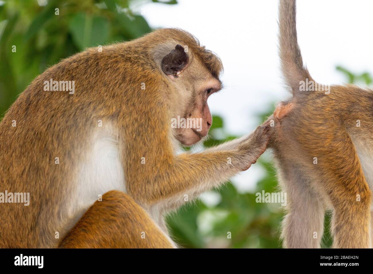 Rektale Untersuchung Stockfotos und -bilder Kaufen - Alamy