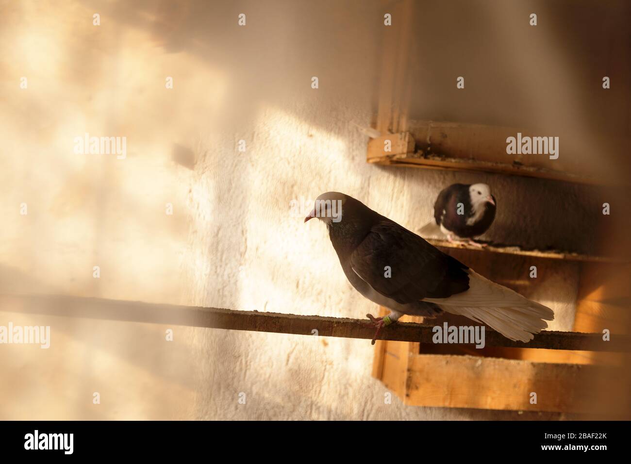 Exotische tauben -Fotos und -Bildmaterial in hoher Auflösung – Alamy