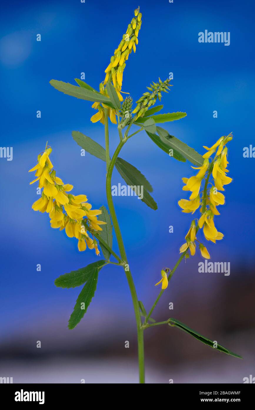 Gemeiner Melilot, Gerippter Melilot, Gelber Melilot, Gelber Süßklee ...