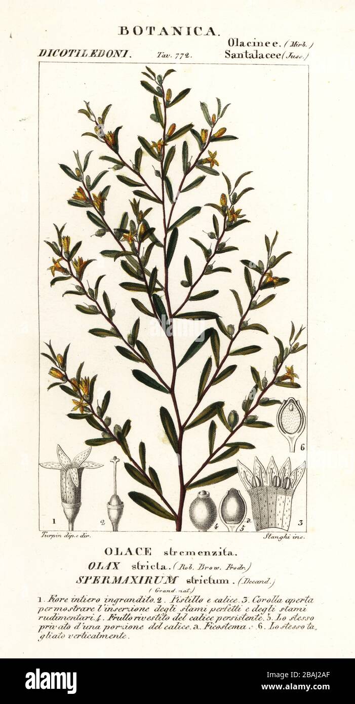 Olax stricta. Spermaxirum strictum, Olace stremenzita. Handfarbige ...