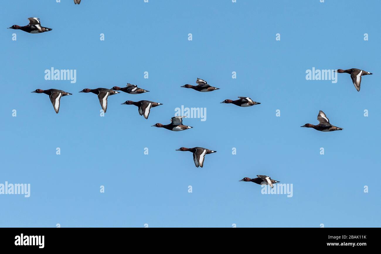 Herde der ferruginösen Ente, Aythya nyroca, im späten Winter in ...