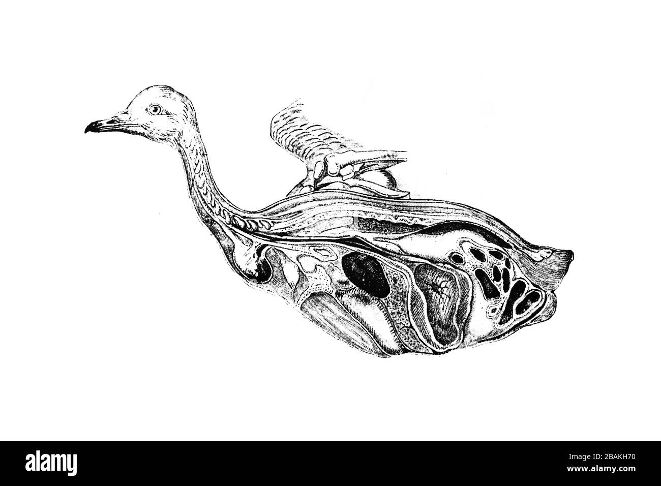 "DOVE Anatomy" - gravierte Abbildung von "Vintage", "The DOVE Anatomy ...