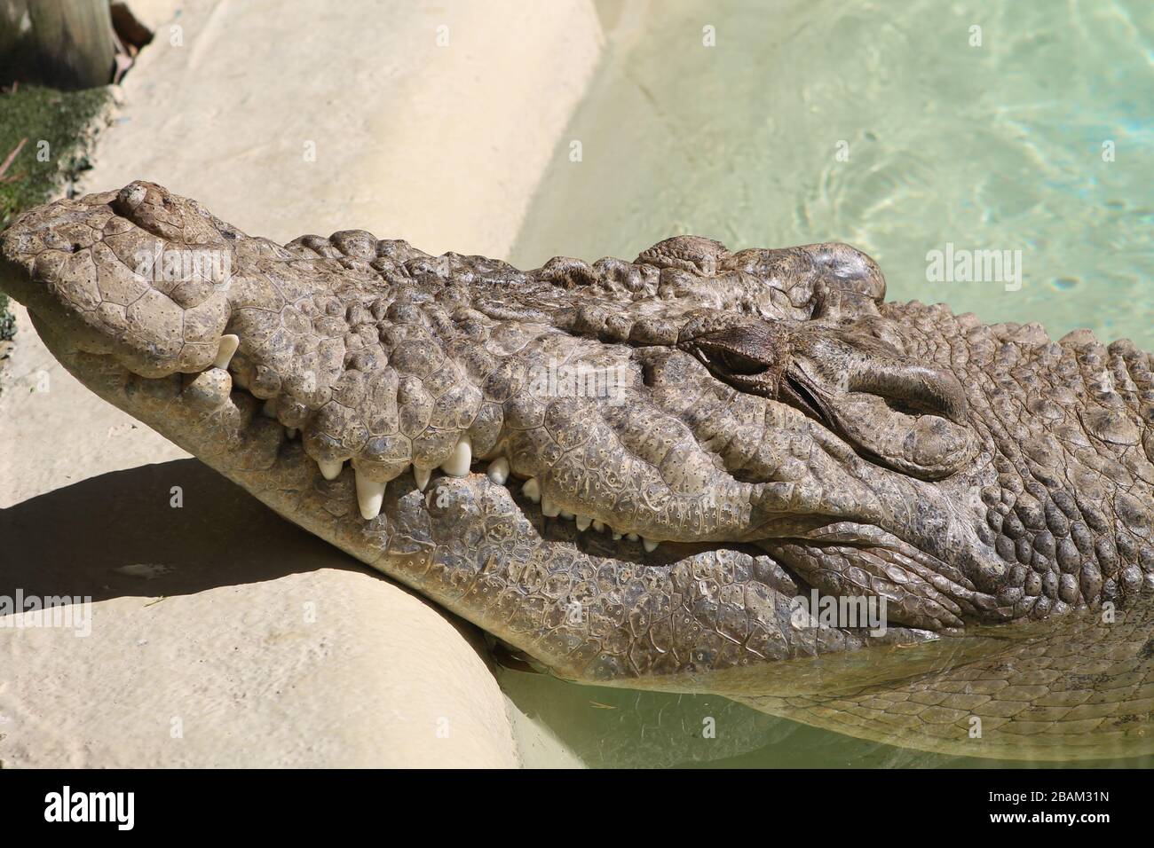 Zoo habitat -Fotos und -Bildmaterial in hoher Auflösung – Alamy