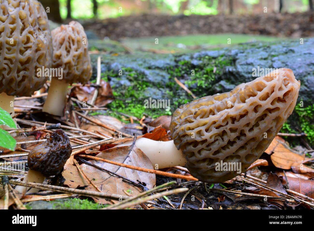 Schwarzer morchel -Fotos und -Bildmaterial in hoher Auflösung – Alamy