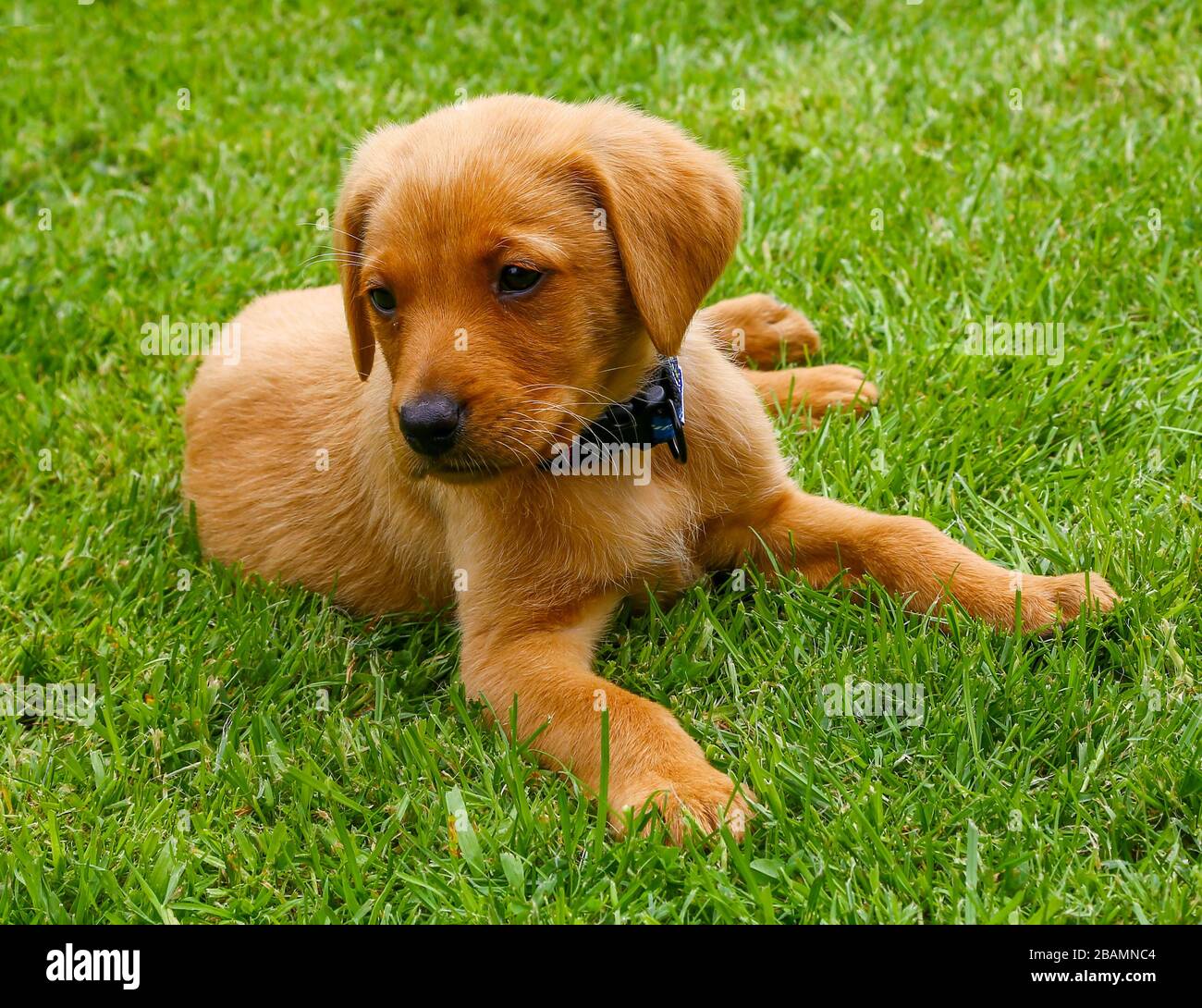 Fox red labrador retriever -Fotos und -Bildmaterial in hoher Auflösung ...