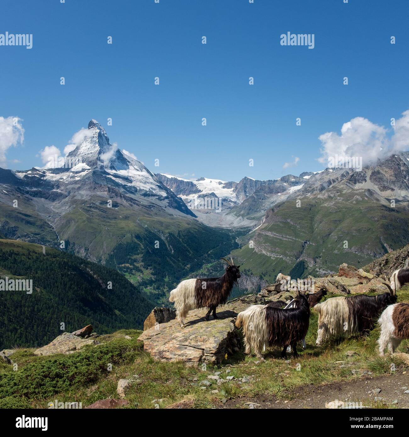 Fünf ziegen -Fotos und -Bildmaterial in hoher Auflösung – Alamy
