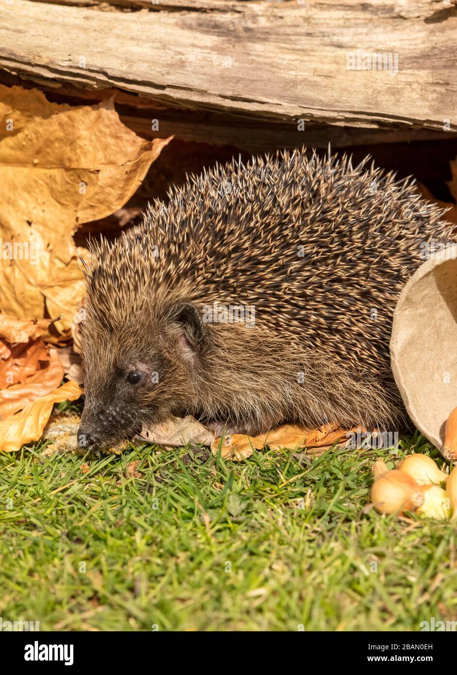 Igel, (wissenschaftlicher Name: Erinaceus Europaeus), Porträt eines ...