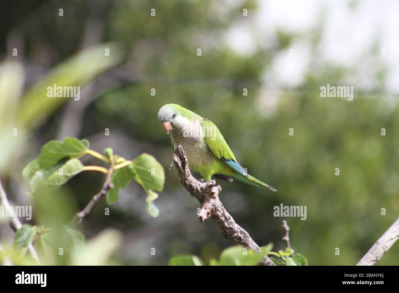 Grüne sittiche -Fotos und -Bildmaterial in hoher Auflösung – Alamy