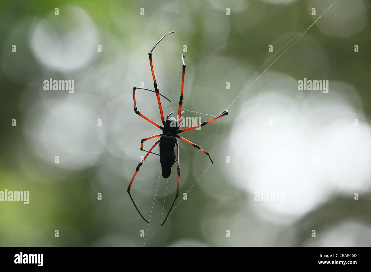 Riesige holzspinnen -Fotos und -Bildmaterial in hoher Auflösung – Alamy
