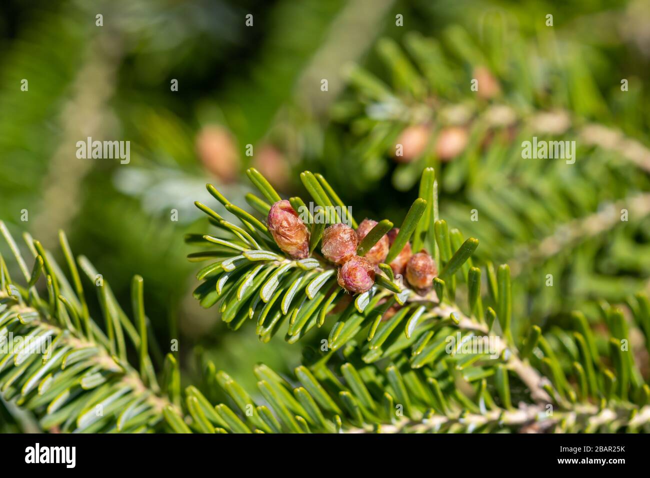 Weisstanne knospe -Fotos und -Bildmaterial in hoher Auflösung – Alamy