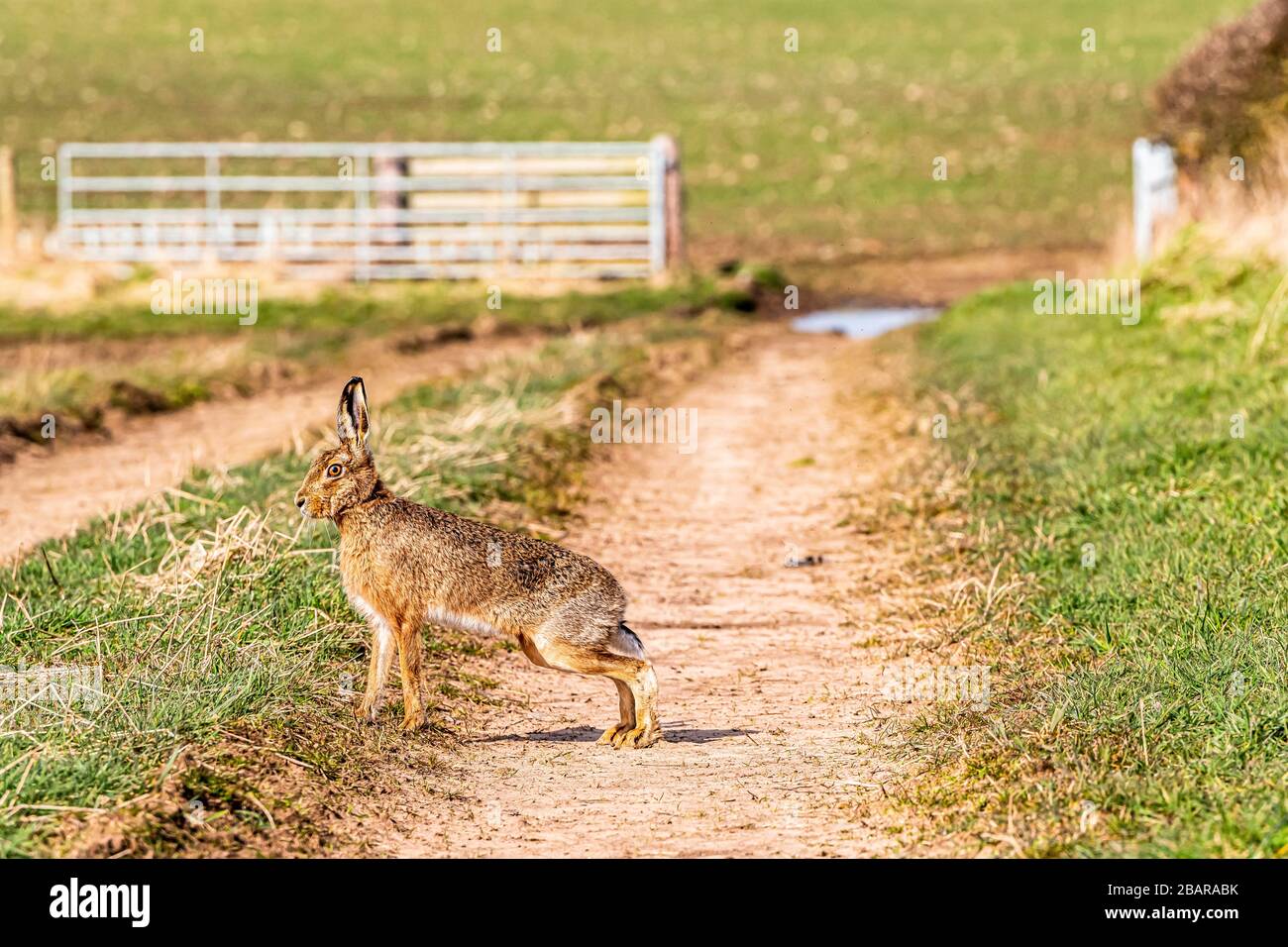 Verrückter März Hase Stockfotos und -bilder Kaufen - Alamy