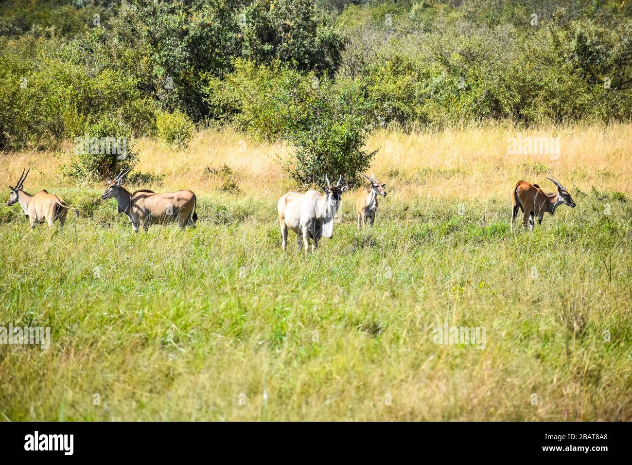 Schöne antilopen -Fotos und -Bildmaterial in hoher Auflösung - Seite 3 ...